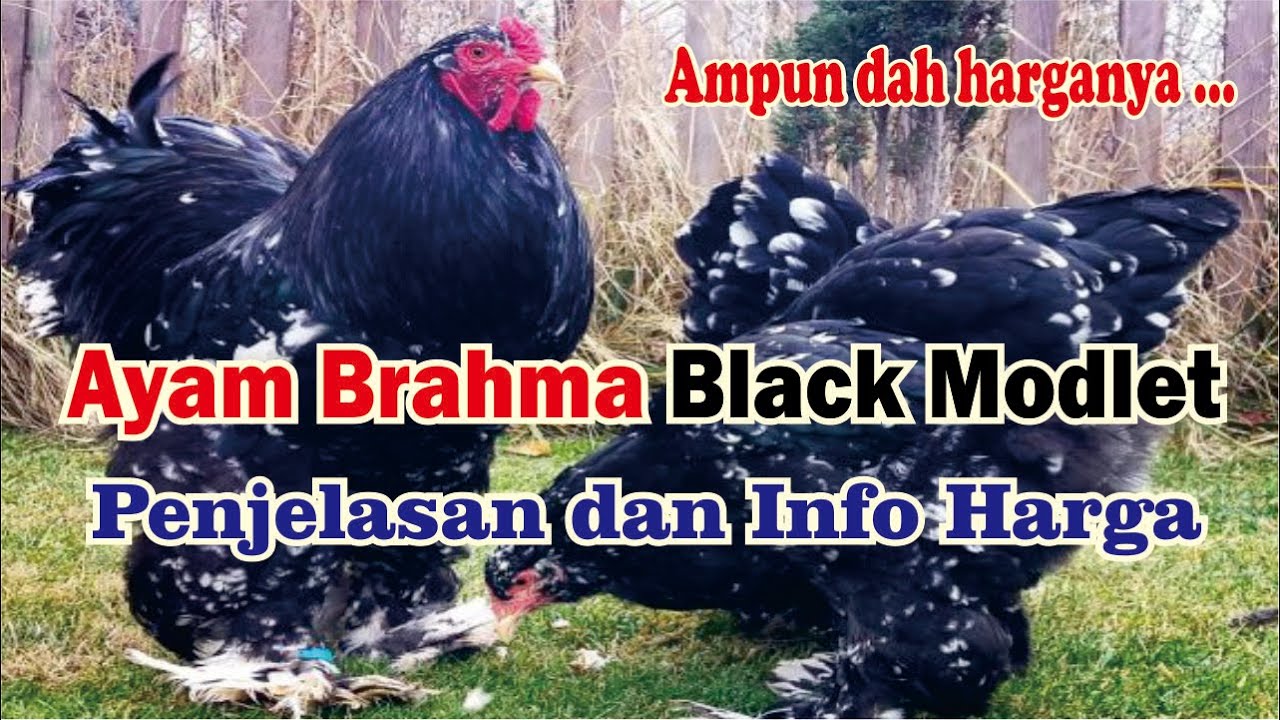 ayam brahma black mottled - black mottled brahma chicken - YouTube