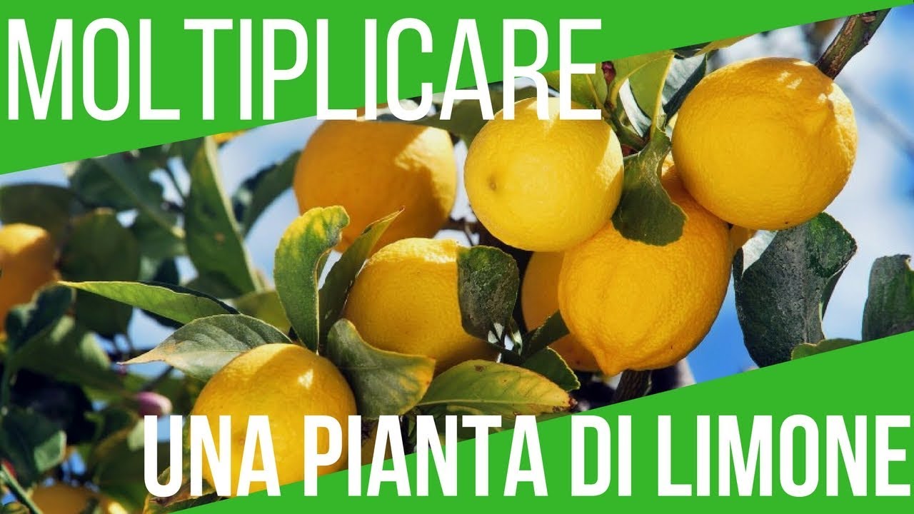 COME FARE UNA TALEA E MARGOTTA | MARGOTTA DI LIMONE | ORTO E ...