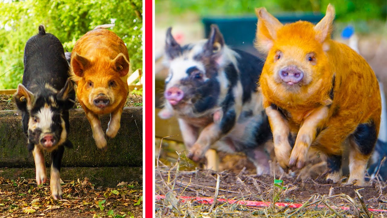 Wild Pig Racing! - Who Will Be the Fastest in the Woods? - YouTube