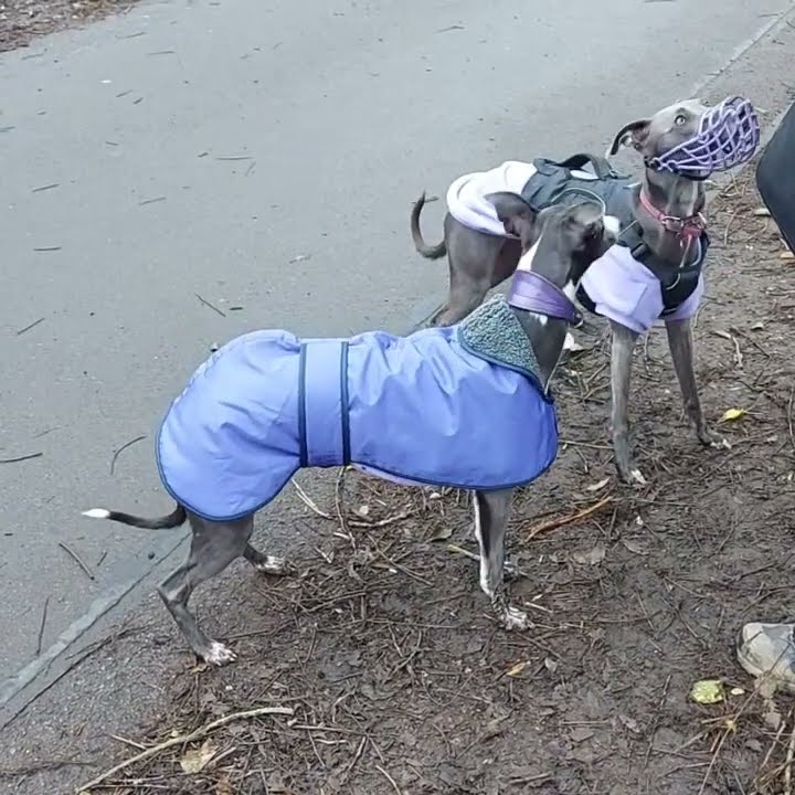 Puppy Training To Ignore Other Dogs #youtube - YouTube