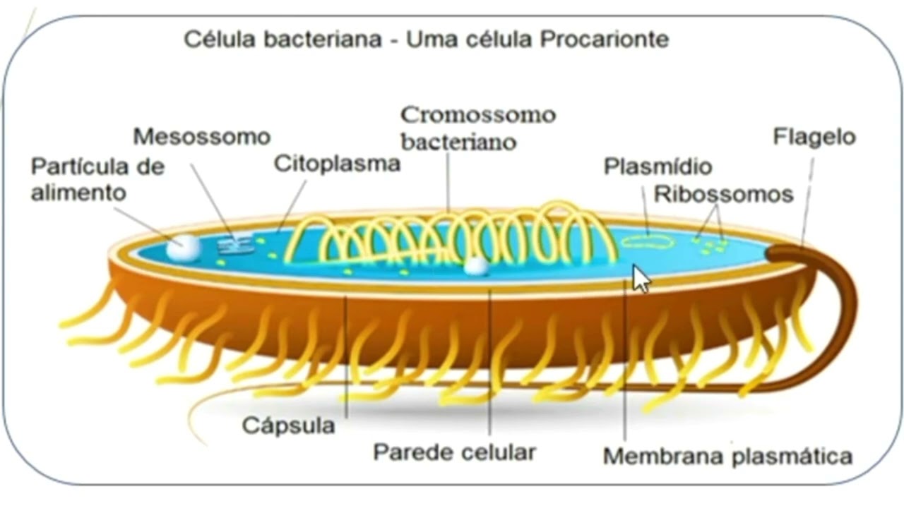 Celula Procariotica Real 510,000+ Prokaryotic Cell Stock Photos,