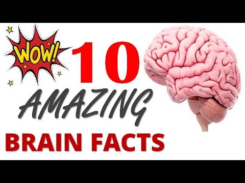 10 AMAZING BRAIN FACTS| Did you know?|CXC Biology Tutor - YouTube