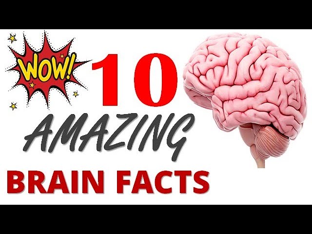 10 Amazing Facts About The Brain For Kids - Infoupdate.org