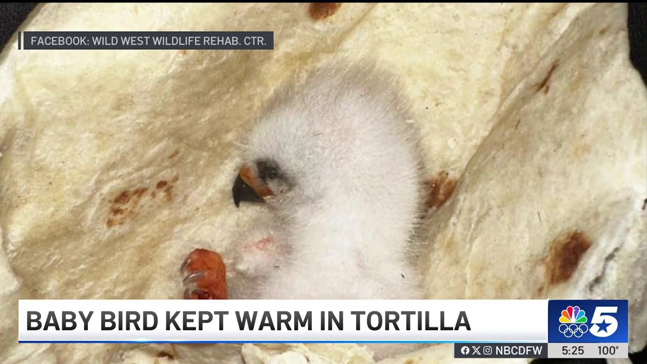 Texas family saves 'Taquito' the bird with warm tortilla - YouTube