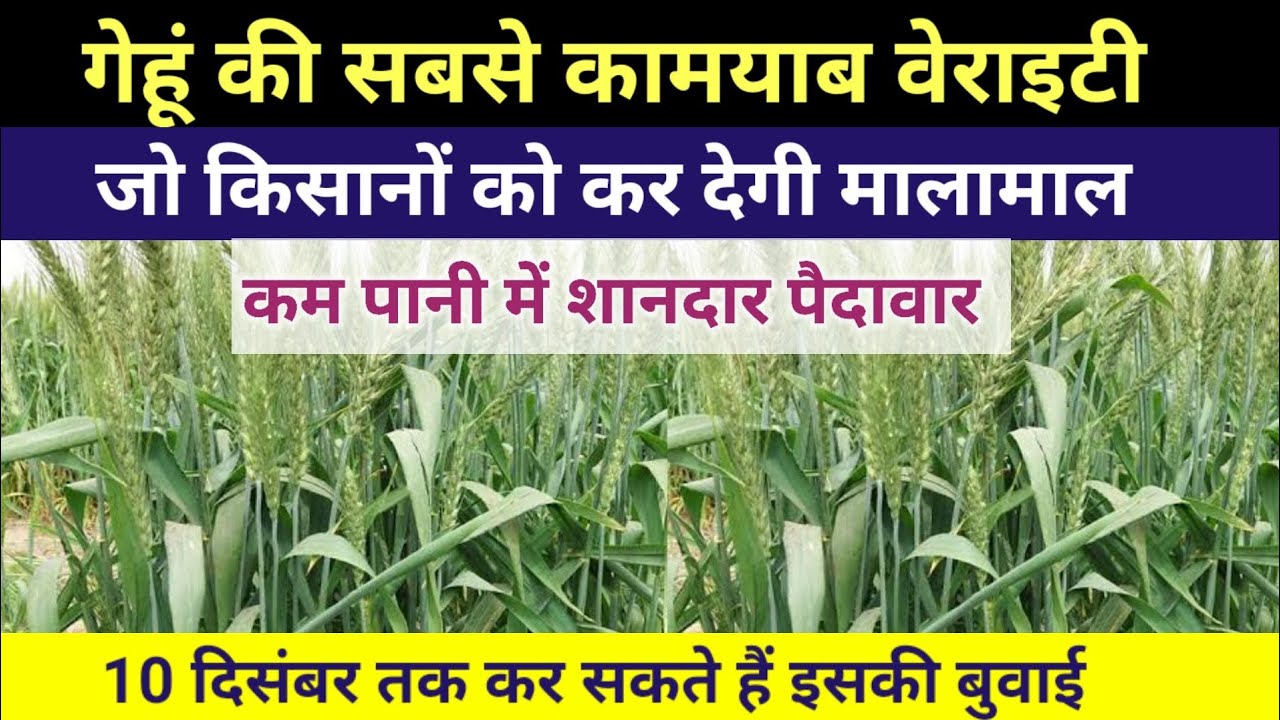 विश्व की सबसे ज्यादा उत्पादन देने वाली गेंहू की किस्म|gehun ki sabse ...