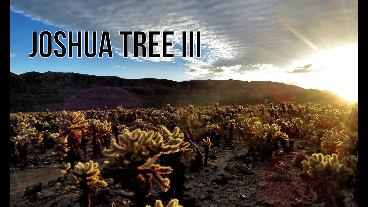 Joshua Tree 3 ~ cholla happy - YouTube