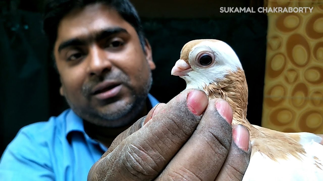 SHORT FACE PIGEONS OF DEBASISH GHOSH (GOBINDAPUR) - YouTube