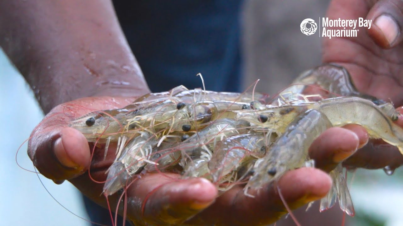 Shrimp Farming Business Plan