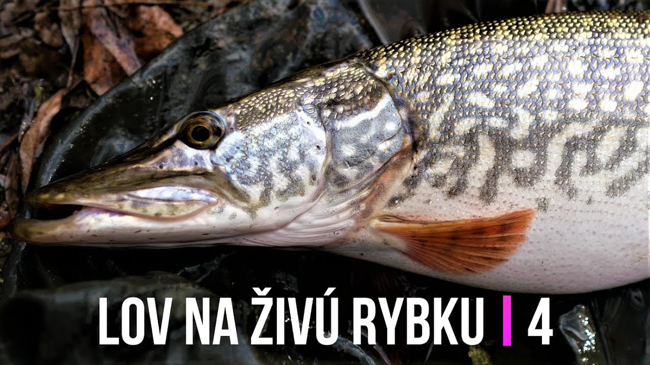 Lov Zubáča Candáta a Šťuky Štiky na Živú Rybku 4 🐬 Sezóna 2020 ...