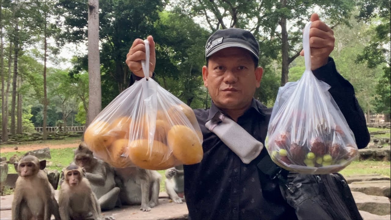 Happy breakfast serving to all monkeys - YouTube