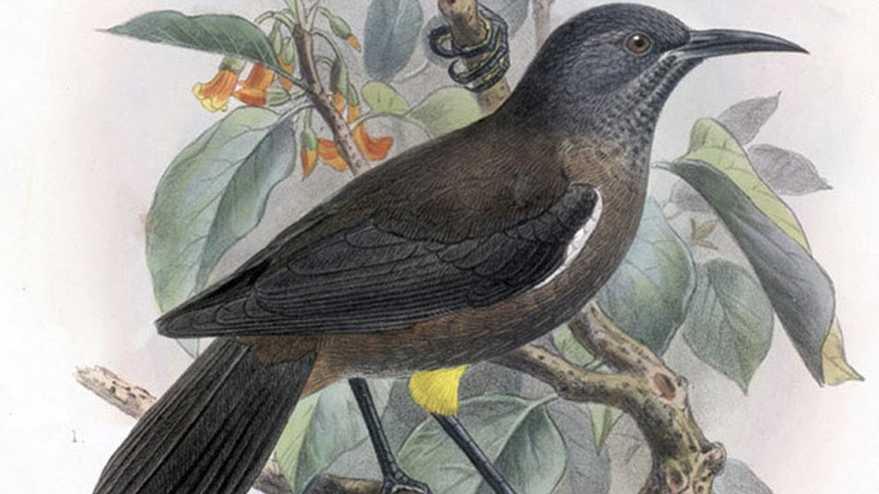 Kauaʻi ʻōʻō sound . voice . ( 15 min ) - YouTube