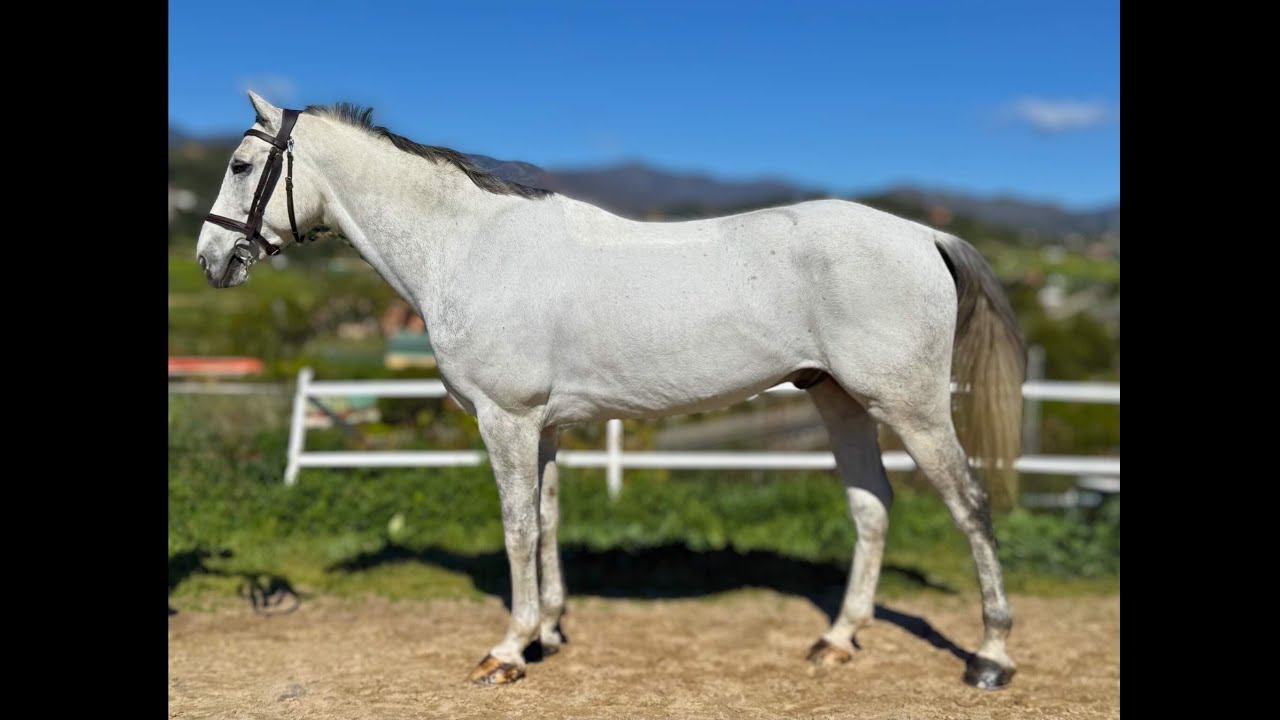 Cisco S Crack Z: CRACK BALOU x ZIROCCO BLUE VDL - 2018 gelding - YouTube