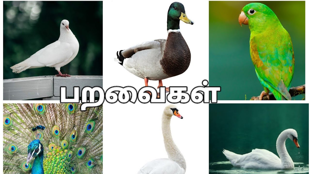 Tamil - Grade : 1 Paravaigal - YouTube