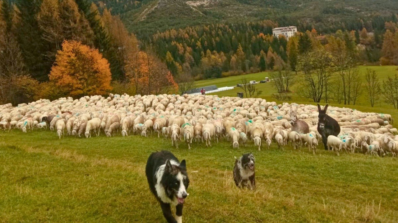 Cani pastore conducono il gregge - YouTube