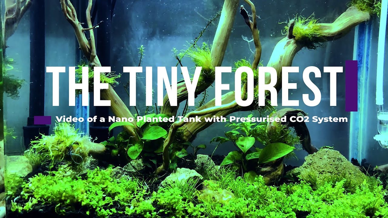 THE TINY FOREST: A Nano Planted Tank with Pressurized CO2 System - YouTube