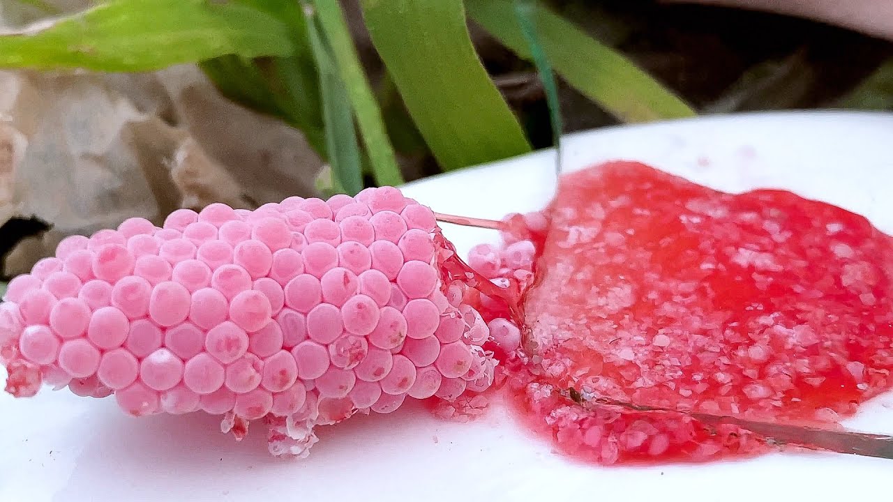 Raspberry snail eggs crushed | Invasive Apple snail Eggs ASMR 🐌01 - YouTube