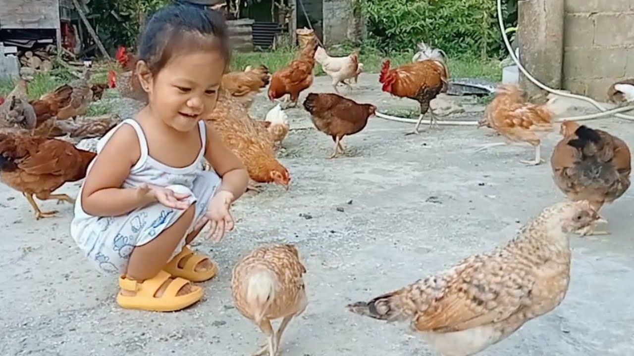 How to Catch a Chicken - YouTube