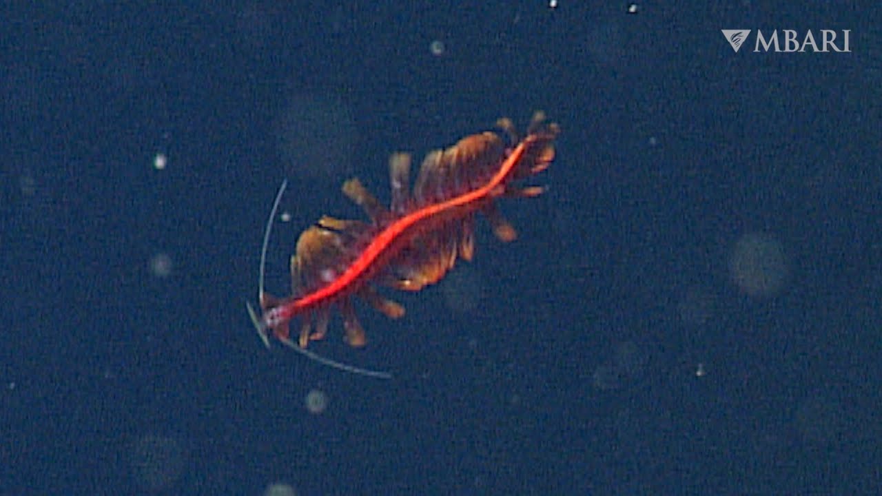 Flame on: The vibrant red gossamer worm is the race car of the deep sea ...