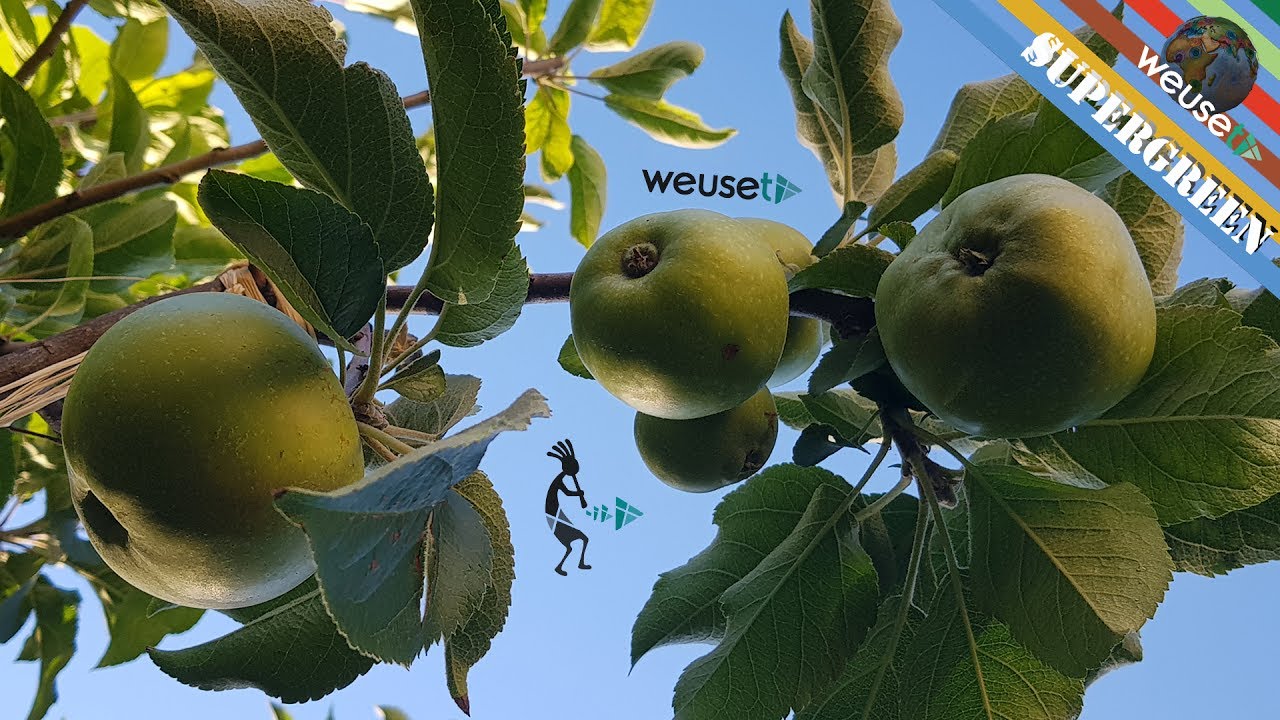 Tipi Di Melo Selvatico Melo Selvatico