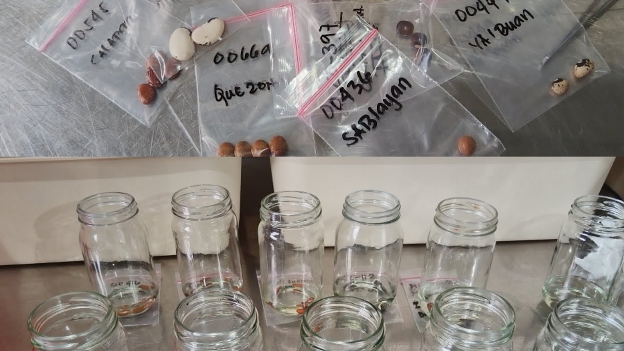 Seed Surface Sterilization | Step by step #seedsterilization #seeds # ...
