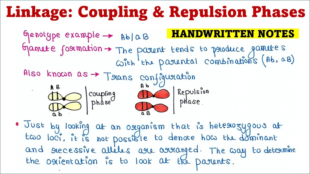 Coupling and Repulsion Phases of Linkage | Cis-Trans Configuration ...