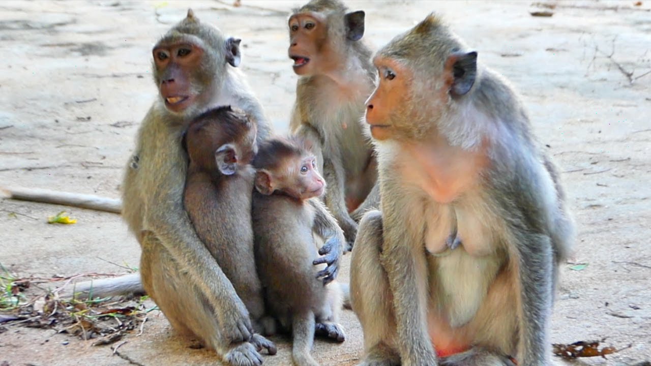 Very Sweet ! Baby cute monkey MIMI hugs mama MANDA to warmly - when Mom ...
