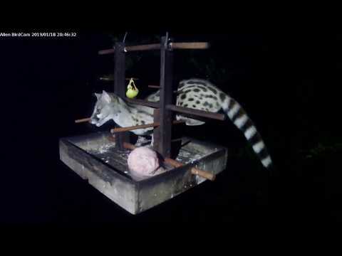 Nervous Large Spotted Genet (Genetta tigrina)