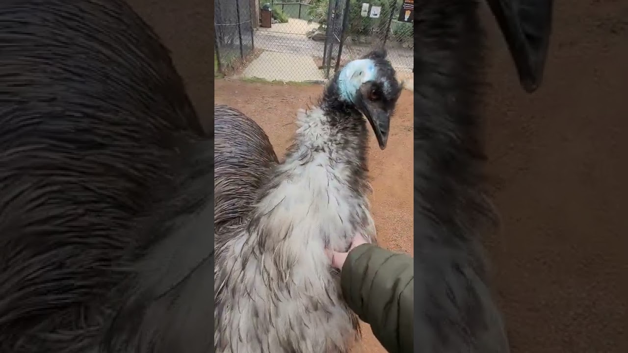🅾🆉 🅱🅸🆁🅳🆂 - Friendly Emu - YouTube
