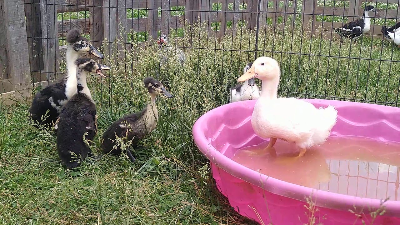 Magpie crested ducklings meet new friends! - YouTube