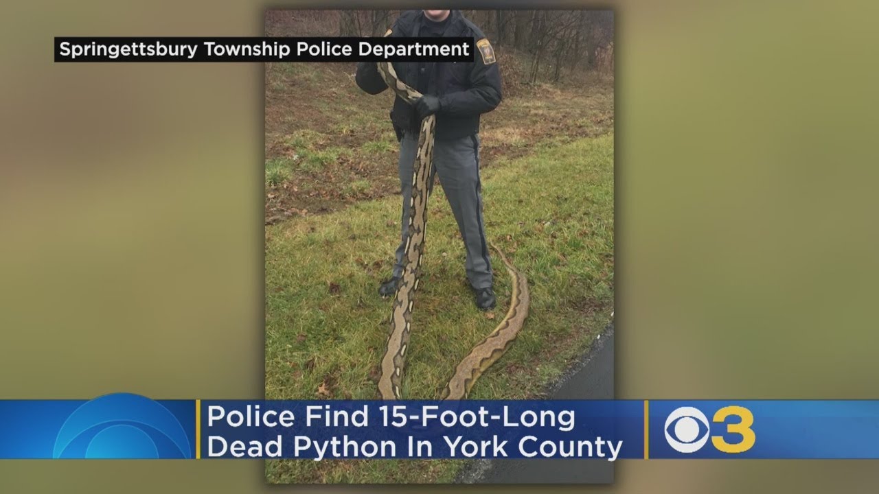 Police Find 15-Foot-Long Dead Python In York County - YouTube