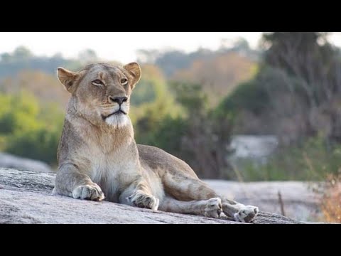 Ximhungwe female (Gingerella) And her new cub in the West - YouTube