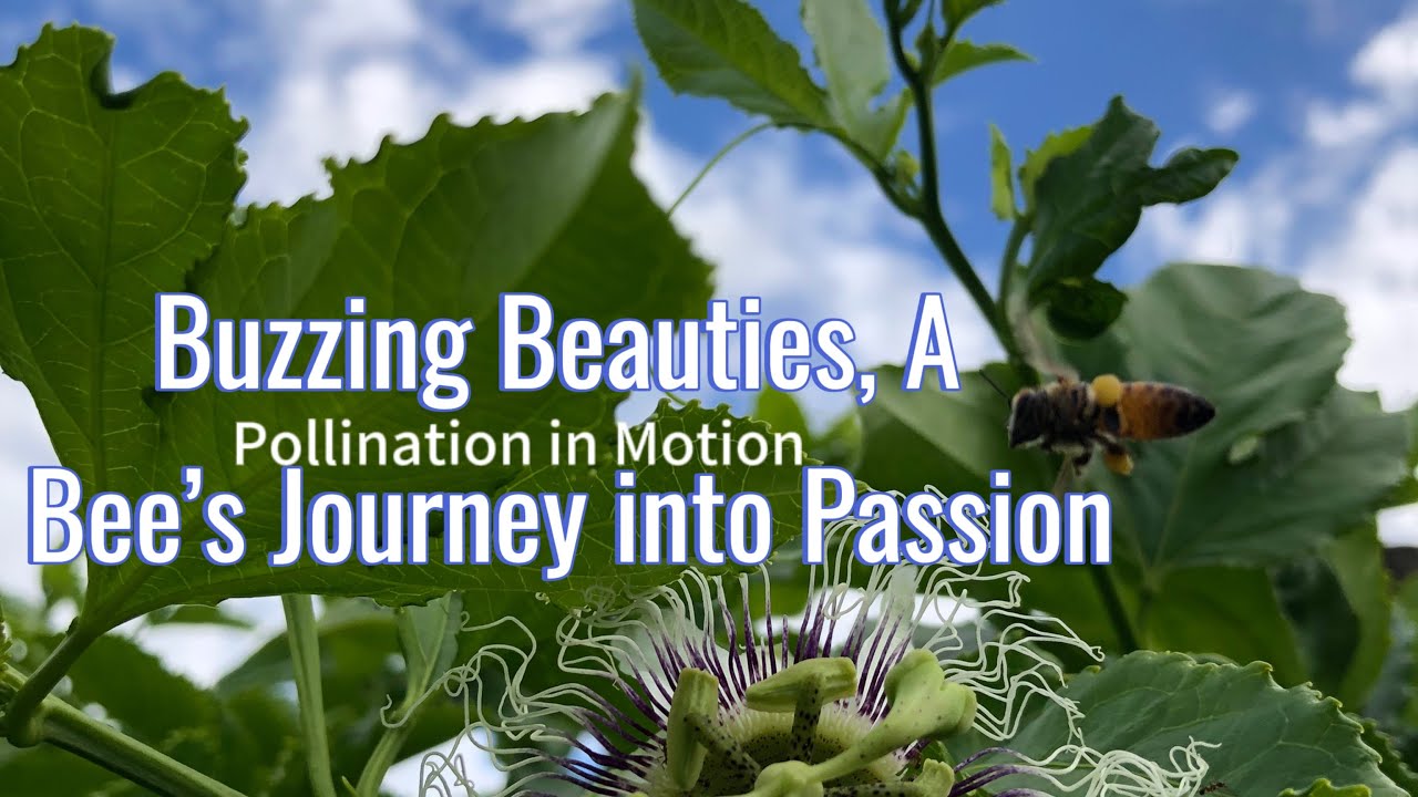 Buzzing Beauties, A Bee's Journey into Passion - Episode 1 - YouTube