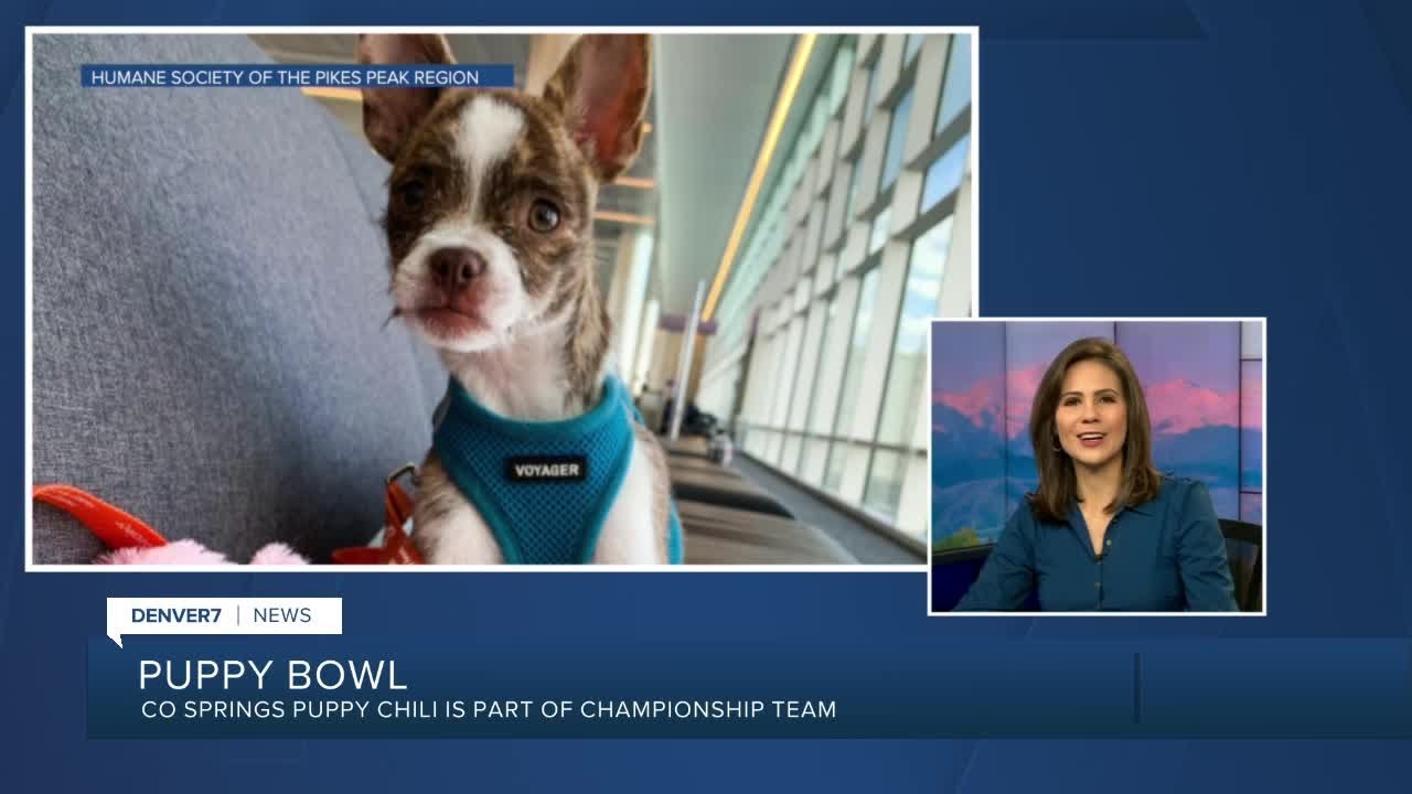 Team Ruff fetches win, upsetting Team Fluff in Puppy Bowl 2024 - YouTube