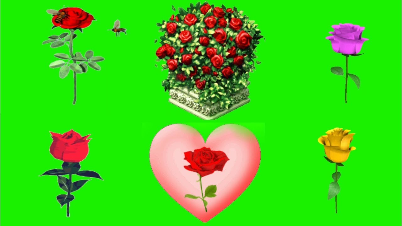 Six in one Rose Green Screen Video Effect/Flowers green screen video ...