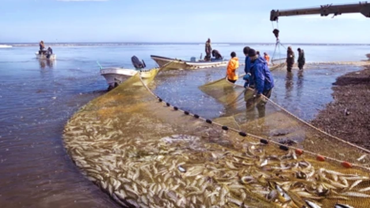 Unbelievable Big Net Fishing | Big Net Fishing Catching At Pond - YouTube