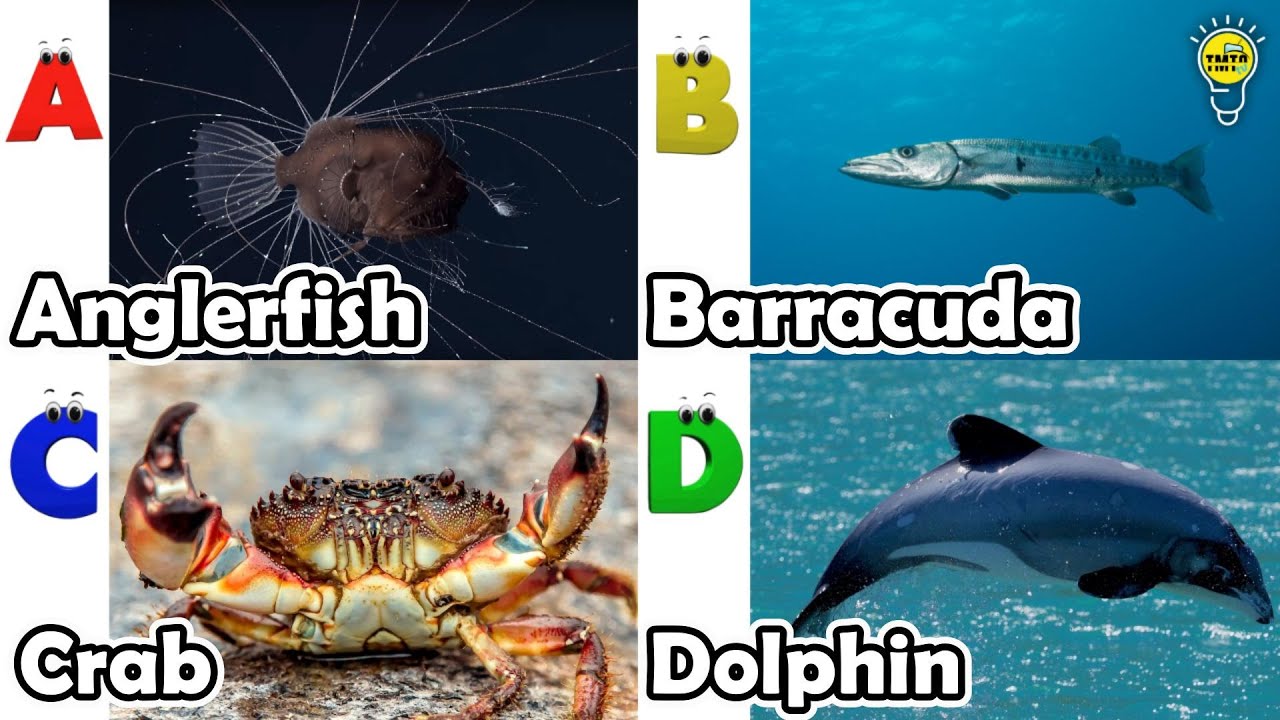 ABC Sea Animals song | Learn Alphabets | English and Animals for Kids ...