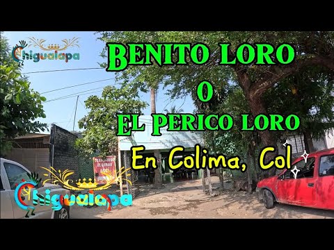 El Perico O Benito Loro en Colima, Col - YouTube