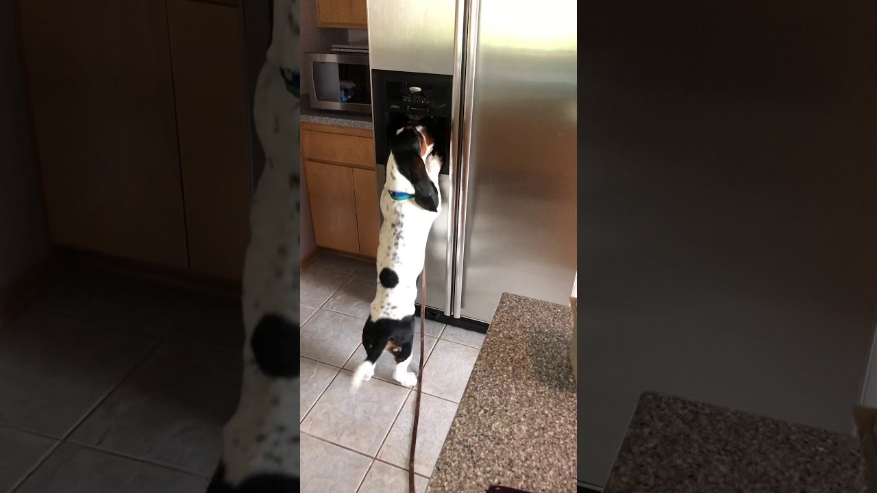 Refrigerator Thief! - YouTube