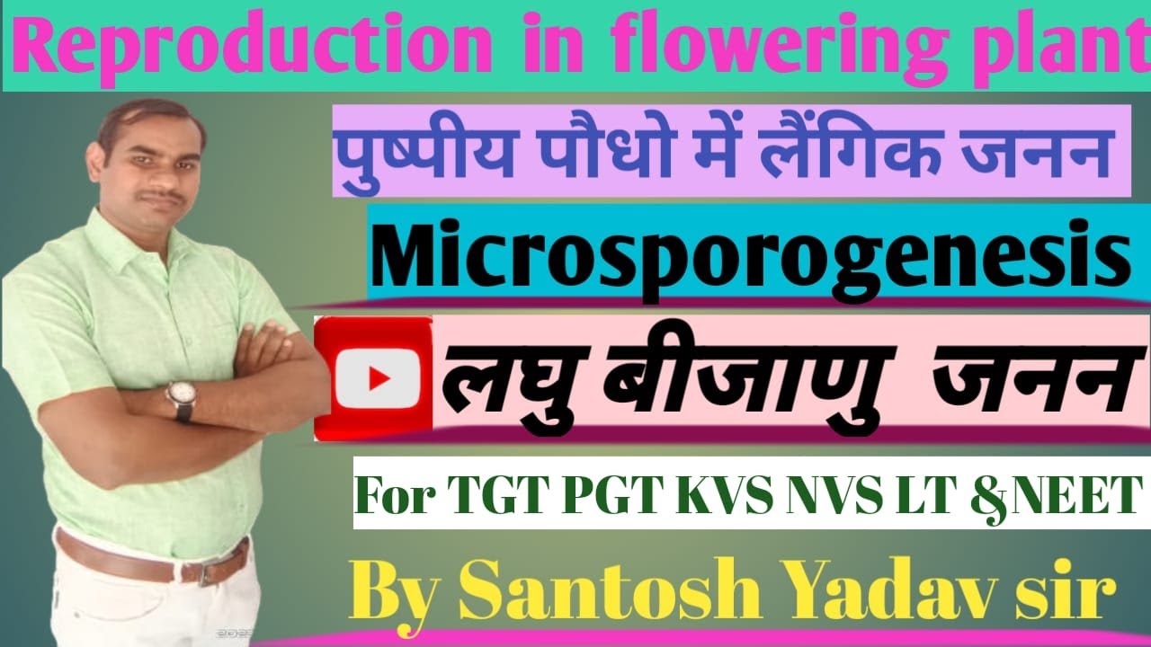 Microsporogenesis,Reproduction in plants, Biology for class 12, Biology ...