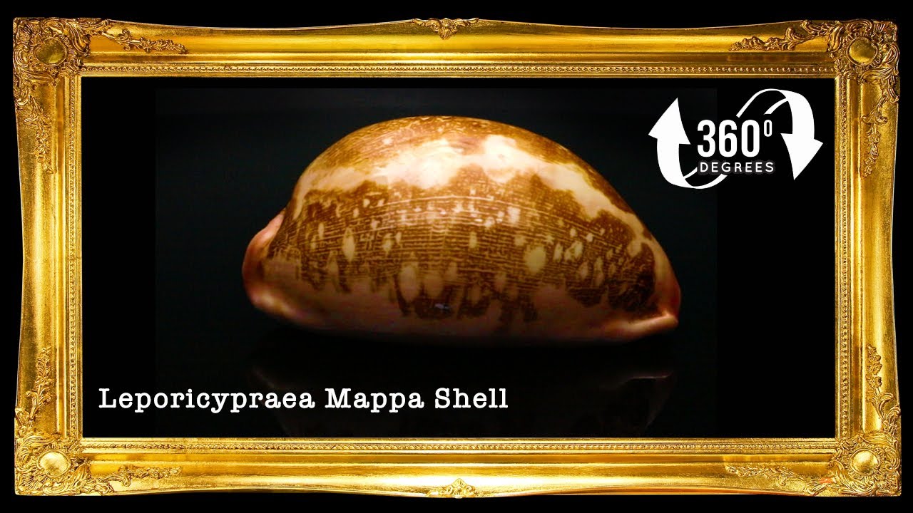 360° Seashell Video | Map Cowrie | Leporicypraea Mappa Shell - YouTube