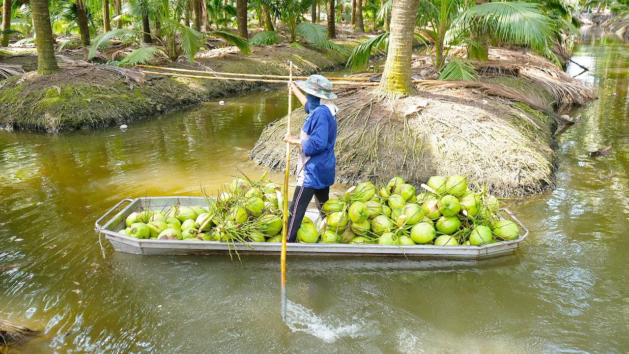 Coconut Harvest Cutting Skill at Coconut Farm - Thai Street Food - YouTube