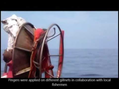 The banana pinger: a favourite with fishermen - YouTube
