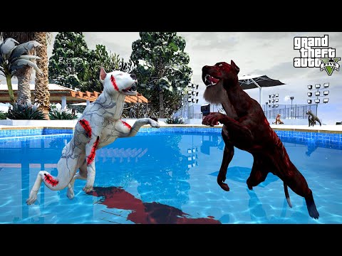 BEKLENEN EN BÜYÜK KAPIŞMA! PİTBULL KARABELA VS CİNNET! - GTA 5 PİTBULL'UN HAYATI