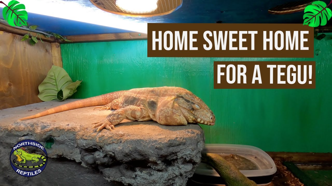 Tegu Caging: the Bigger the Better! - YouTube