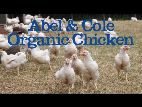 Abel & Cole's Organic Chicken Farmer - YouTube
