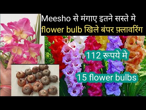 Meesho से मंगाए इतने सस्ते मे Flower Bulbs खिले बम्पर फ़्लावरिंग ...