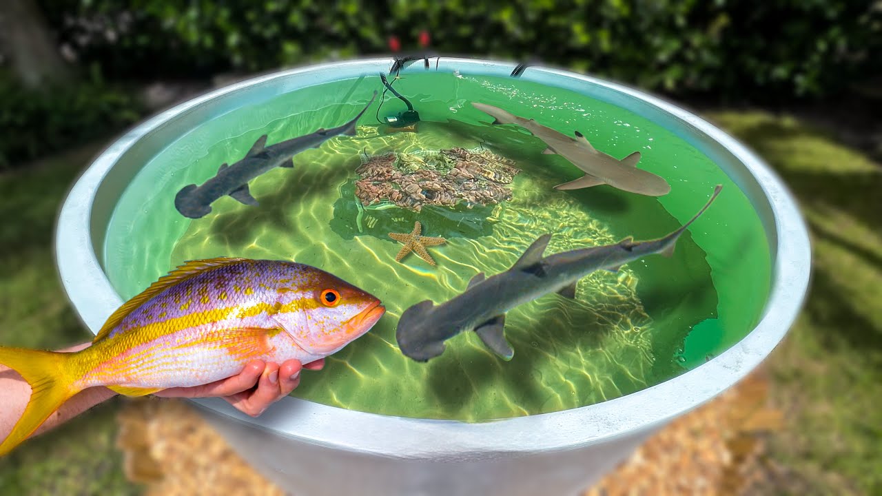 I Caught WILD FISH For My Backyard SHARK Pond!! *Catch and Feed* - YouTube