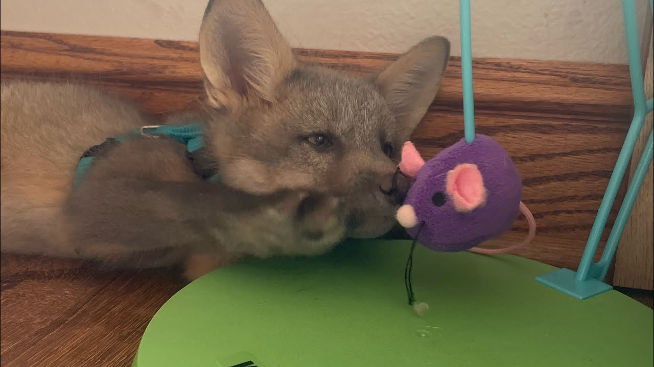 Fox vs Mouse: Sherlock Edition - YouTube