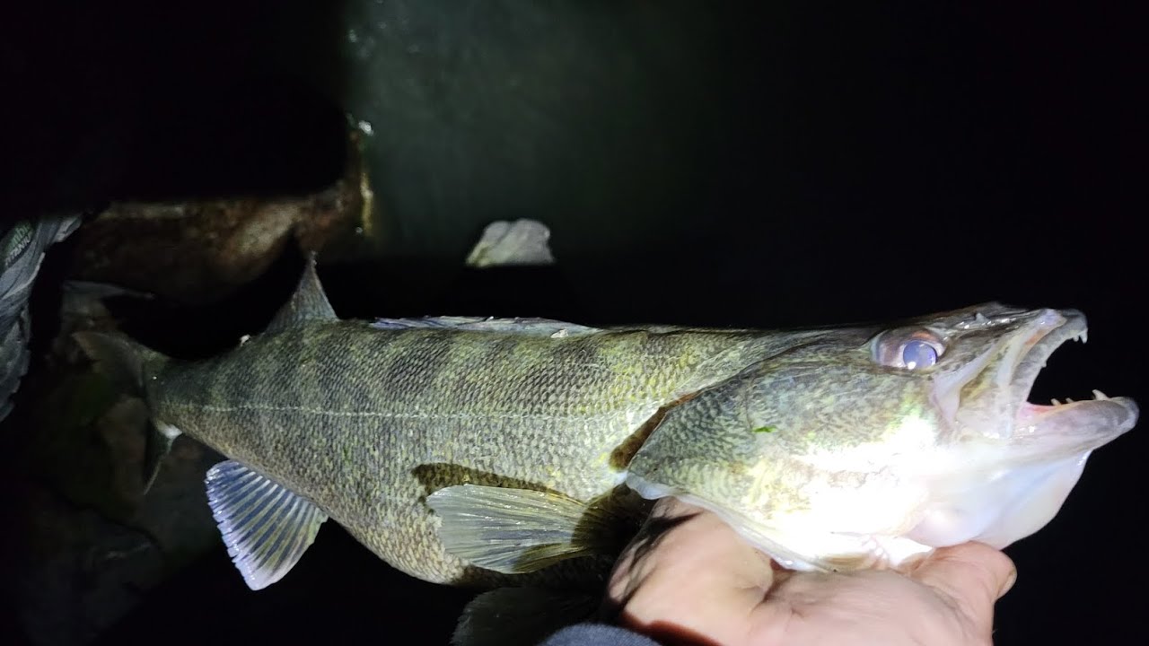 Lake Erie walleye shore fishing report - YouTube