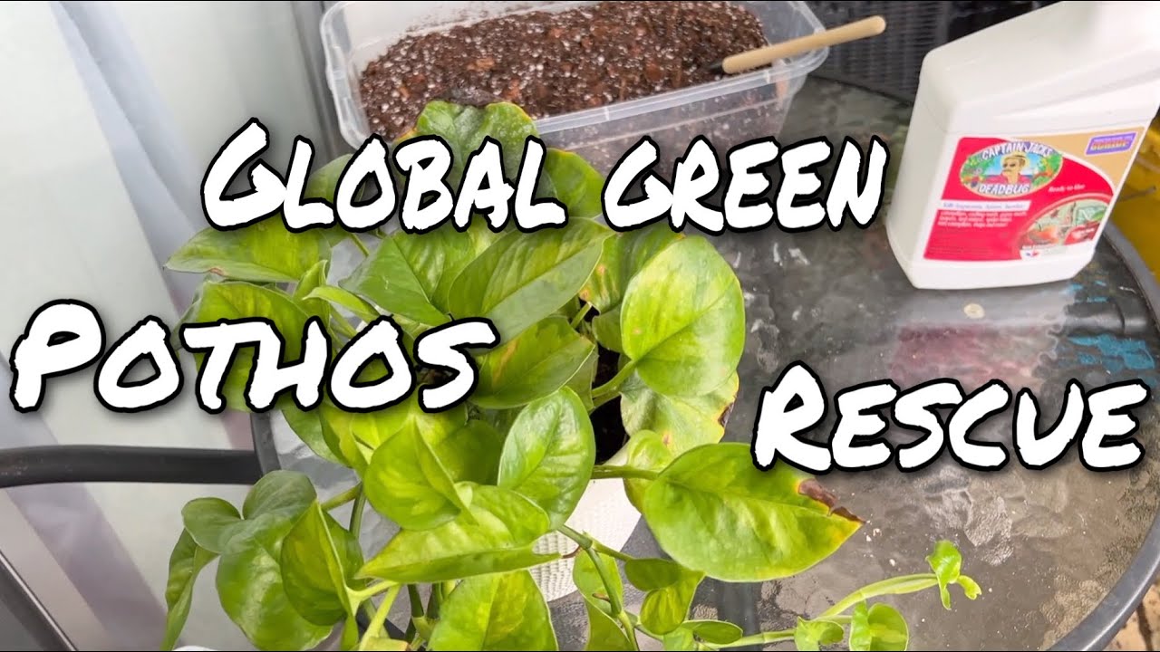 Rescued A Global Green Pothos From Walmart | Repotting, Propagating and ...